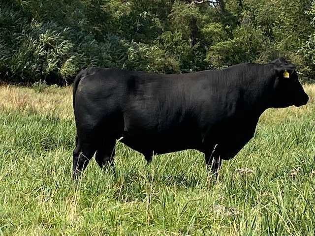 Bulls for Sale - Butterstone Aberdeen-Angus - Aberdeen-Angus Cattle Society