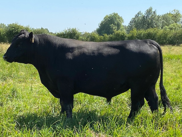 Bulls for Sale - Butterstone Aberdeen-Angus - Aberdeen-Angus Cattle Society