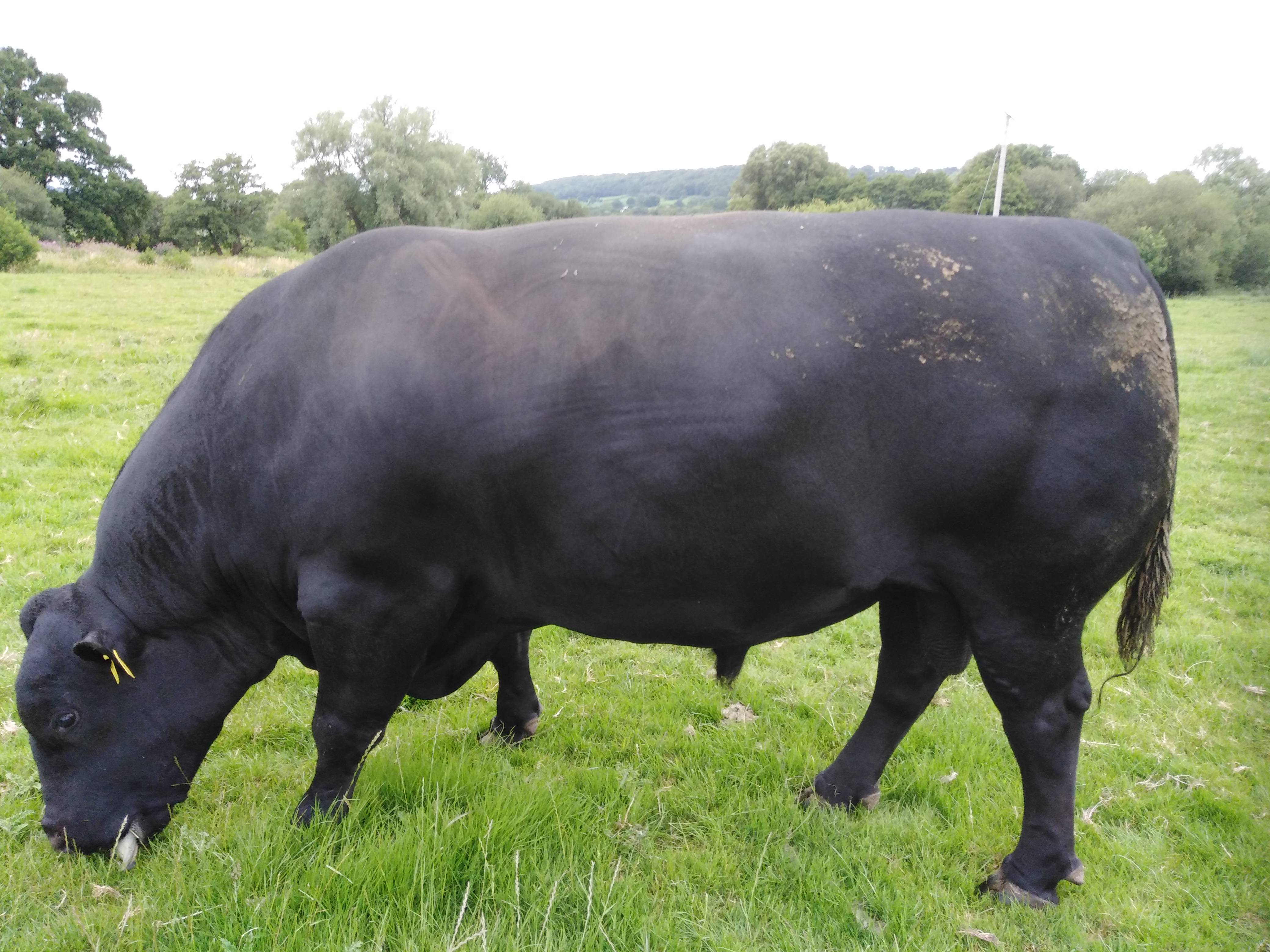 Bull for Sale – Otter Engineer R265 - Aberdeen-Angus Cattle Society