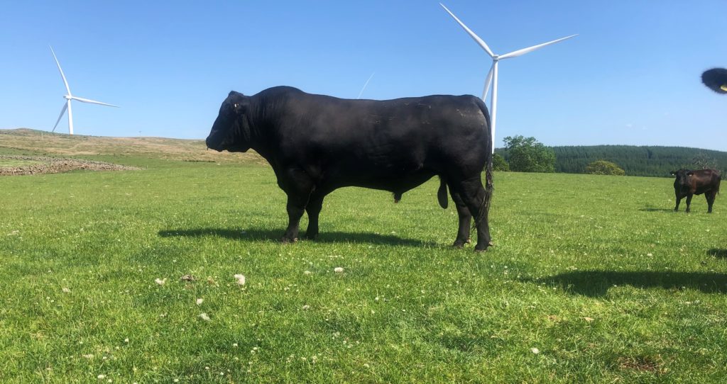 Stock Bull for Sale – Auchengray Epicure S387 | Aberdeen-Angus Cattle ...