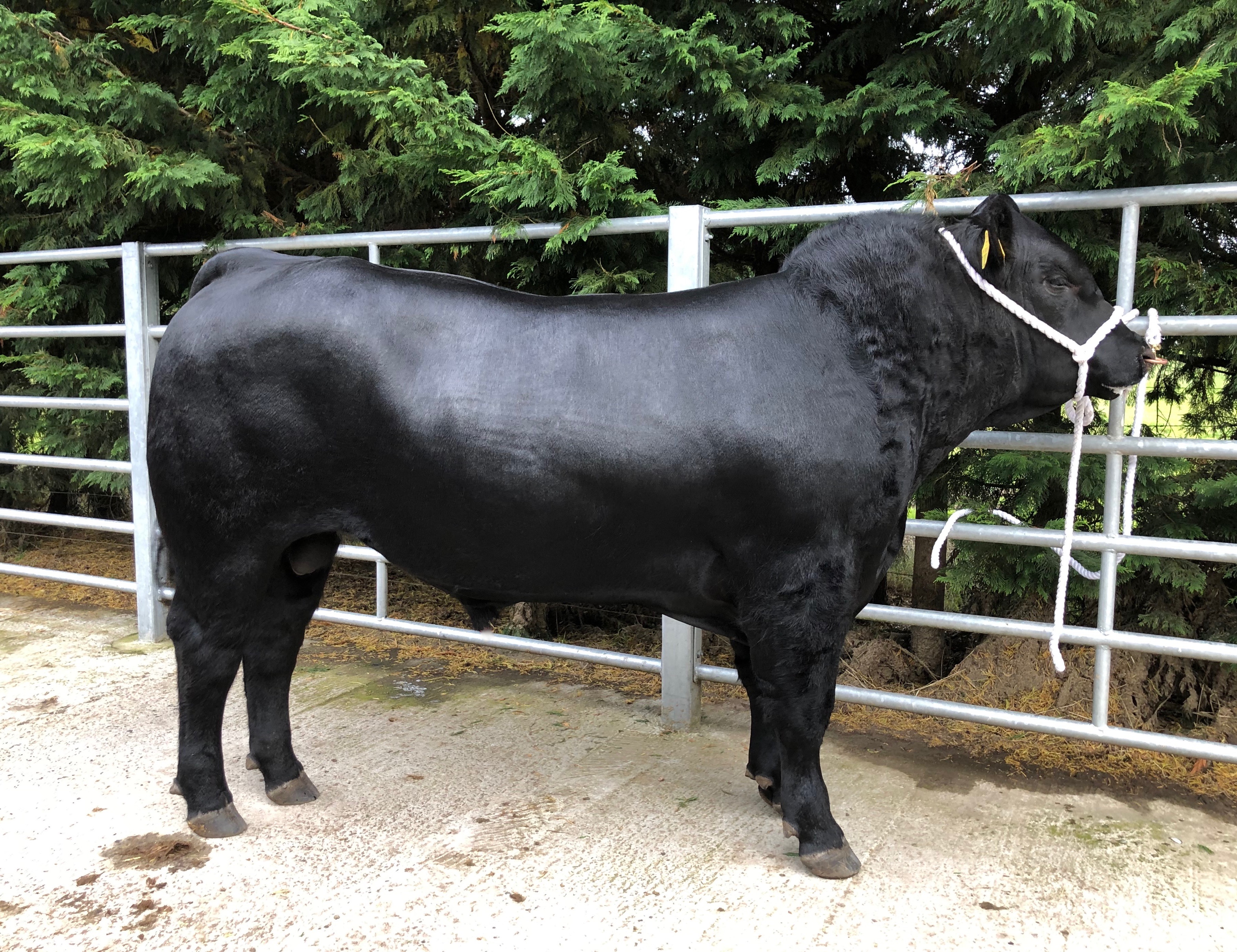 Bulls for Sale - Swordale Aberdeen-Angus - Aberdeen-Angus Cattle Society