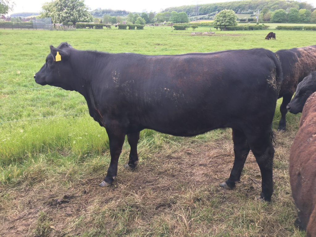 Eight Maiden Heifers for Sale – Curzon Aberdeen-Angus - Aberdeen-Angus ...
