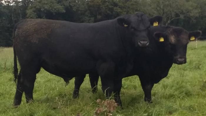 4 Young Bulls for Sale – Pengelli Aberdeen-Angus - Aberdeen-Angus ...