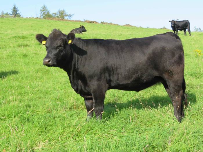 Females for Sale – Craigowmill Aberdeen-Angus - Aberdeen-Angus Cattle ...