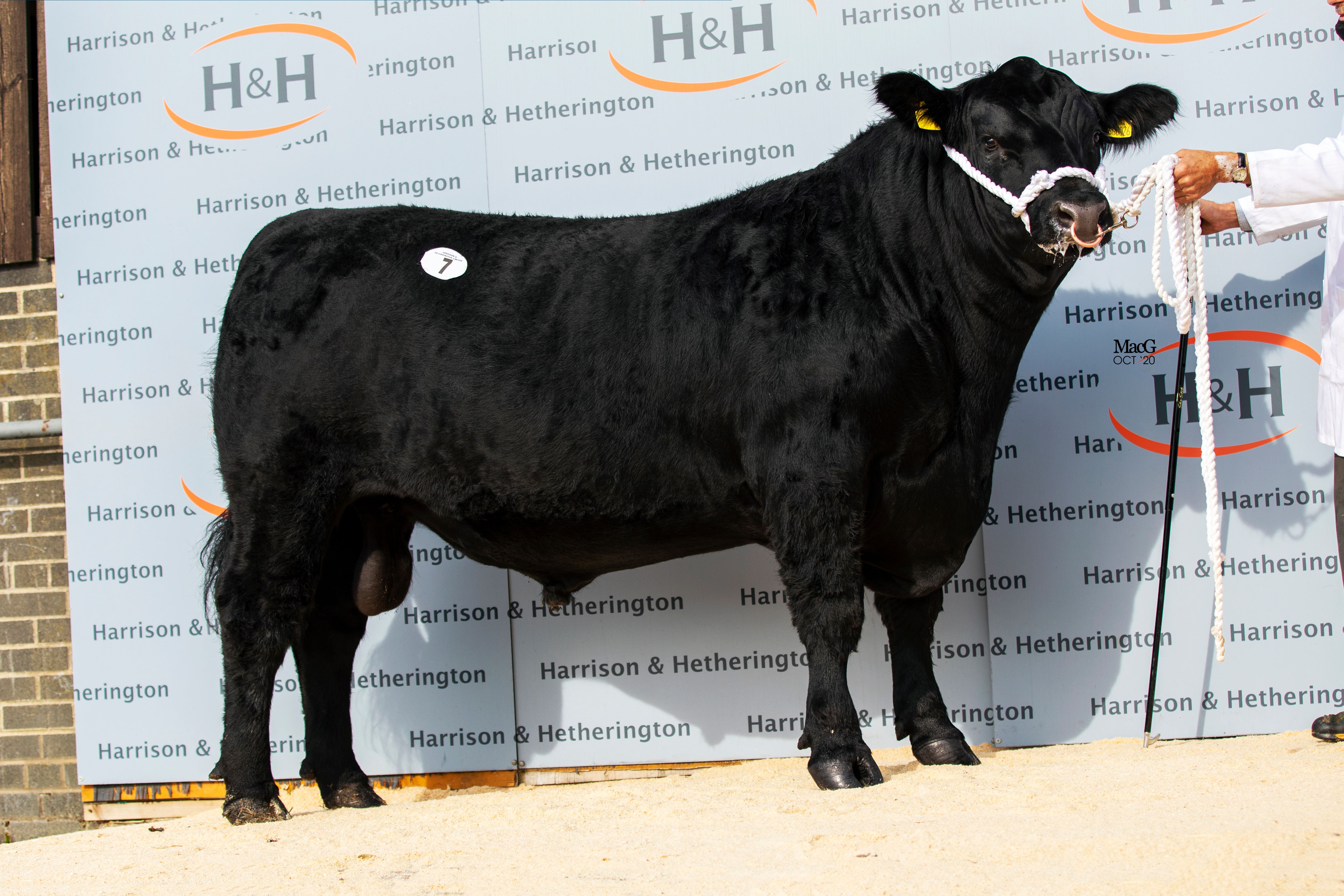 Latest News and Features - Aberdeen-Angus Cattle Society