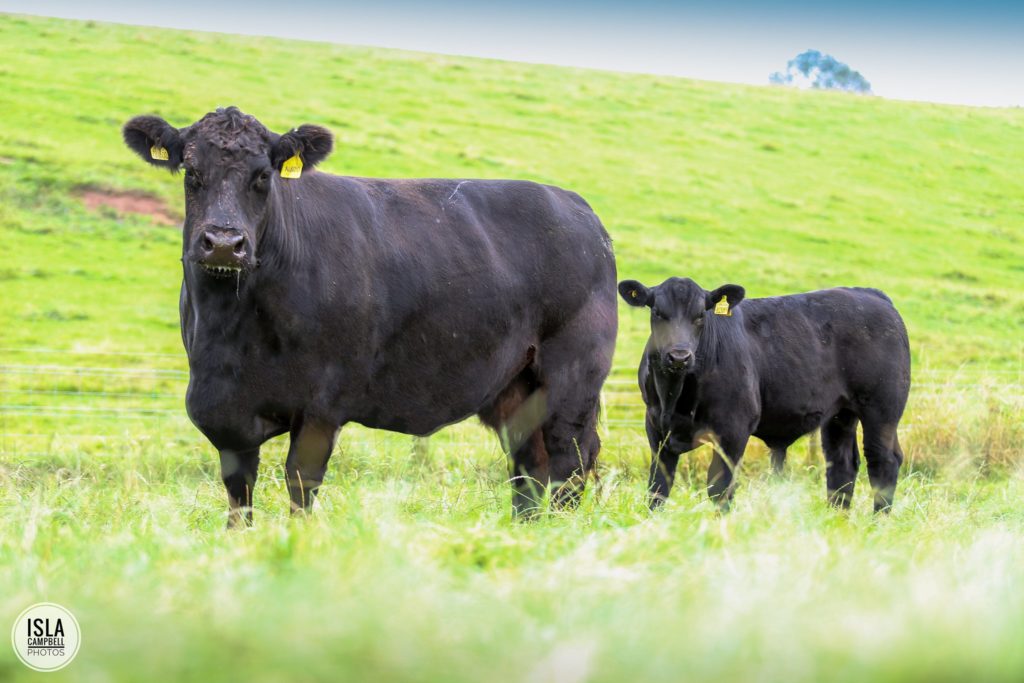 A Top Price of 10,000gns at the October Stirling Aberdeen-Angus Sale ...