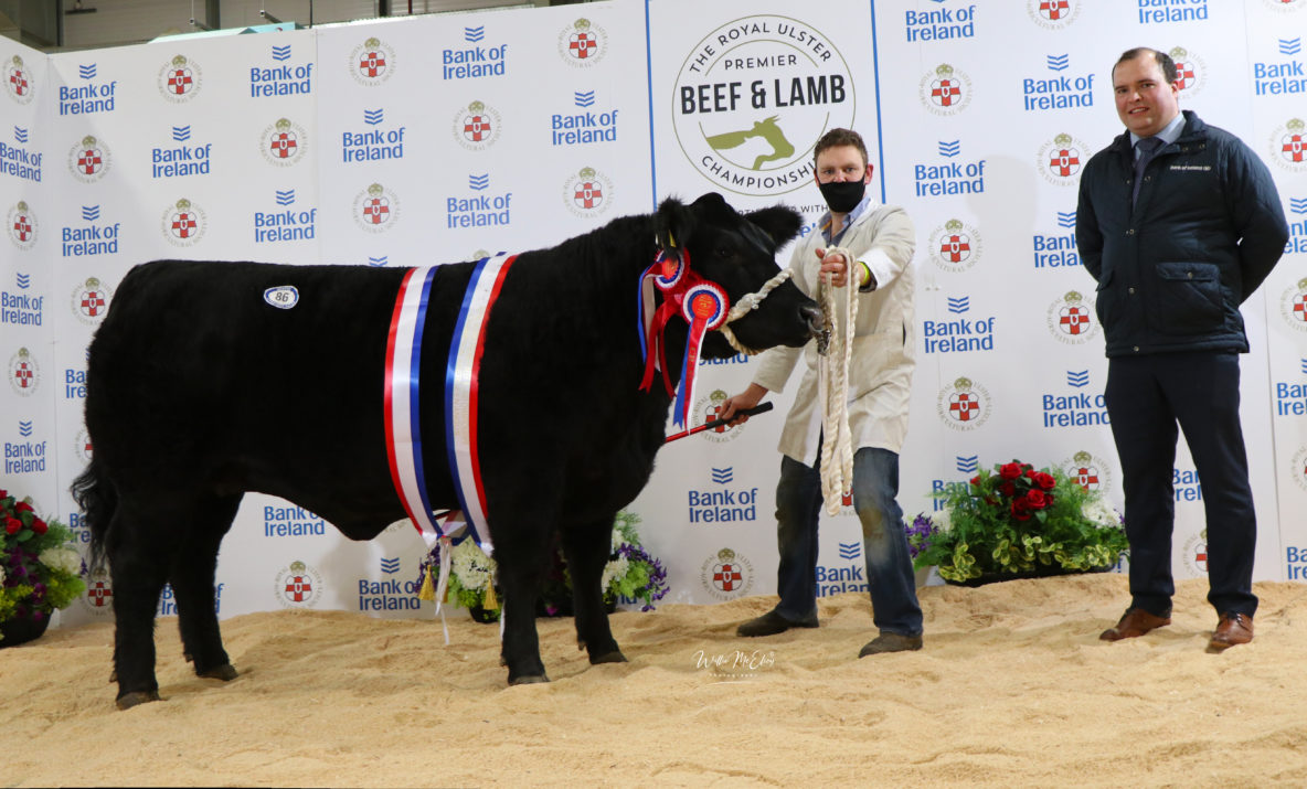 Royal Ulster Premier Beef & Lamb Championships 2020 - Aberdeen-Angus ...