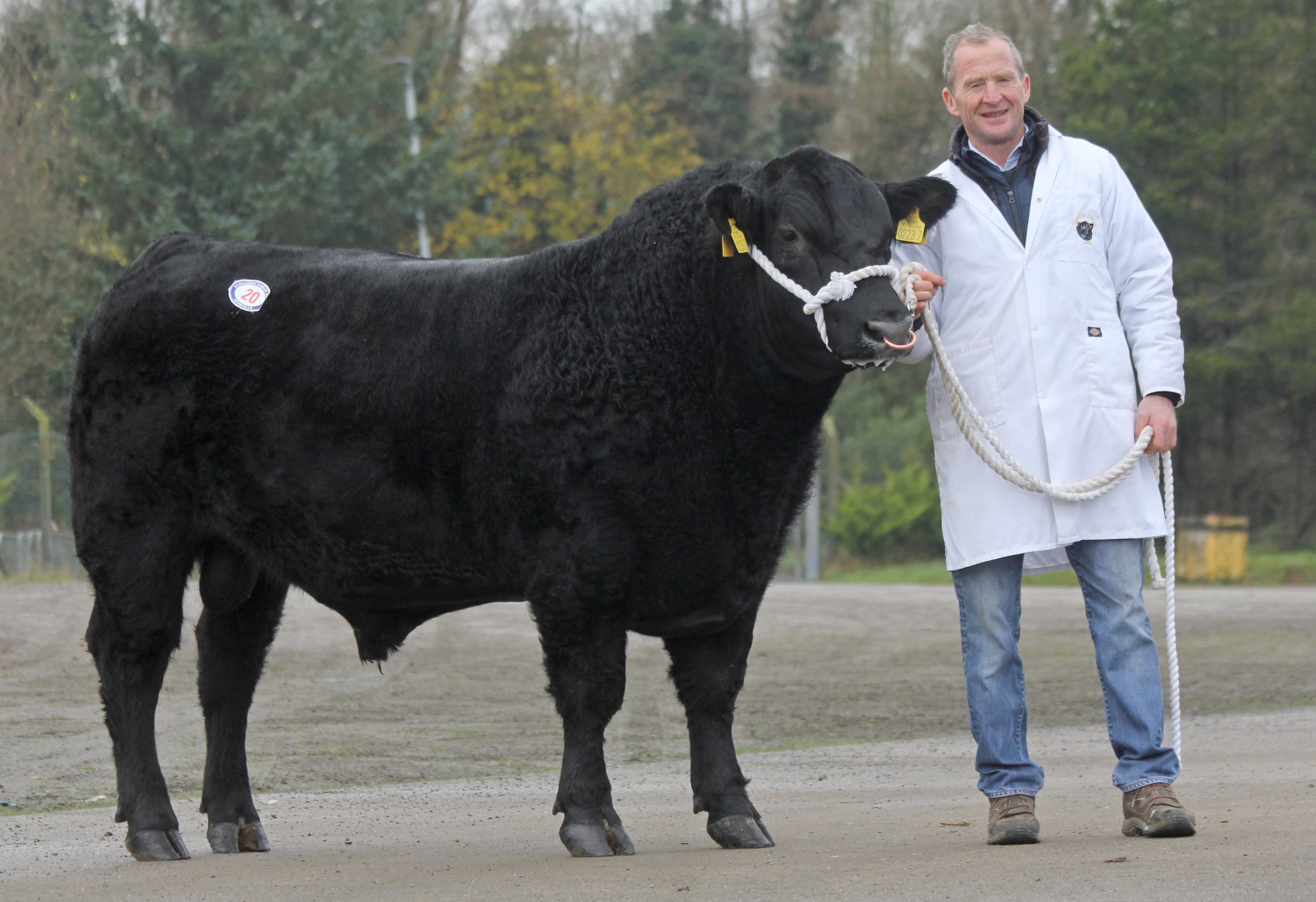 Dartrey Herd leads Dungannon Aberdeen-Angus trade at 2,600gns ...