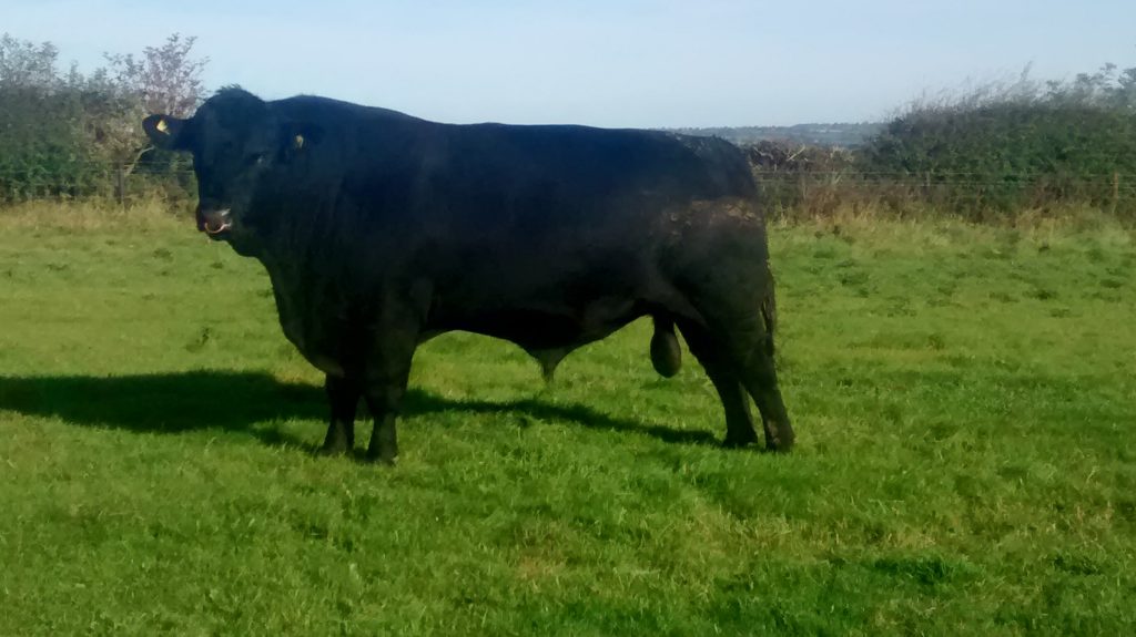 Stock for Sale - Aberdeen-Angus Cattle Society