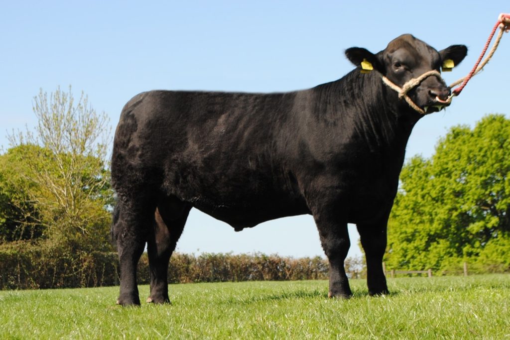 Stock for Sale - Aberdeen-Angus Cattle Society