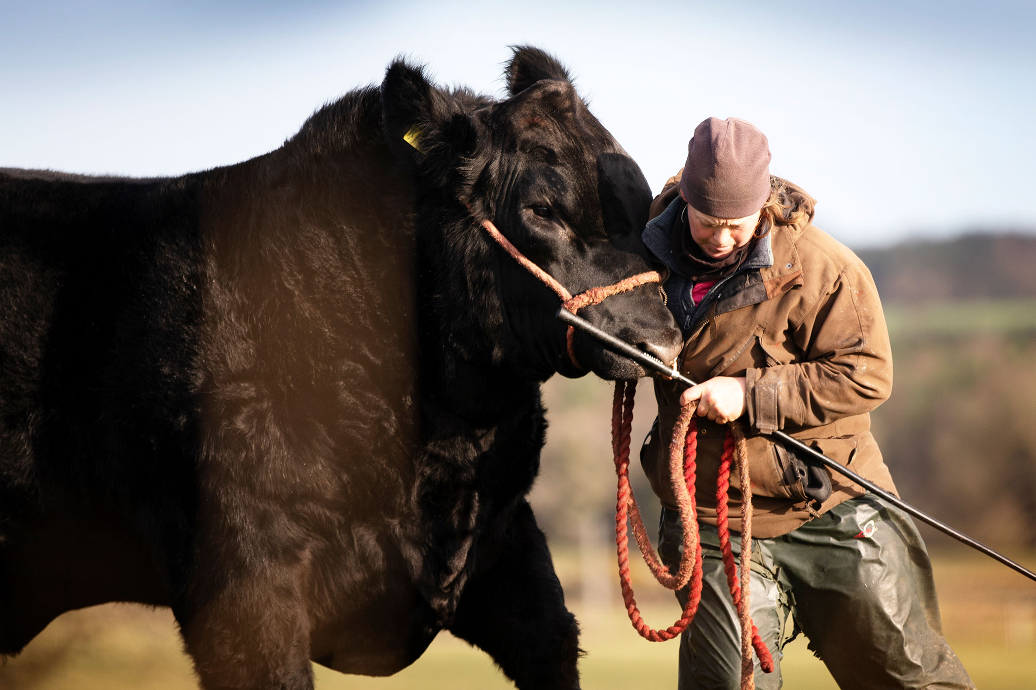 Bulls for Sale - Stouphill Aberdeen-Angus - Aberdeen-Angus Cattle Society