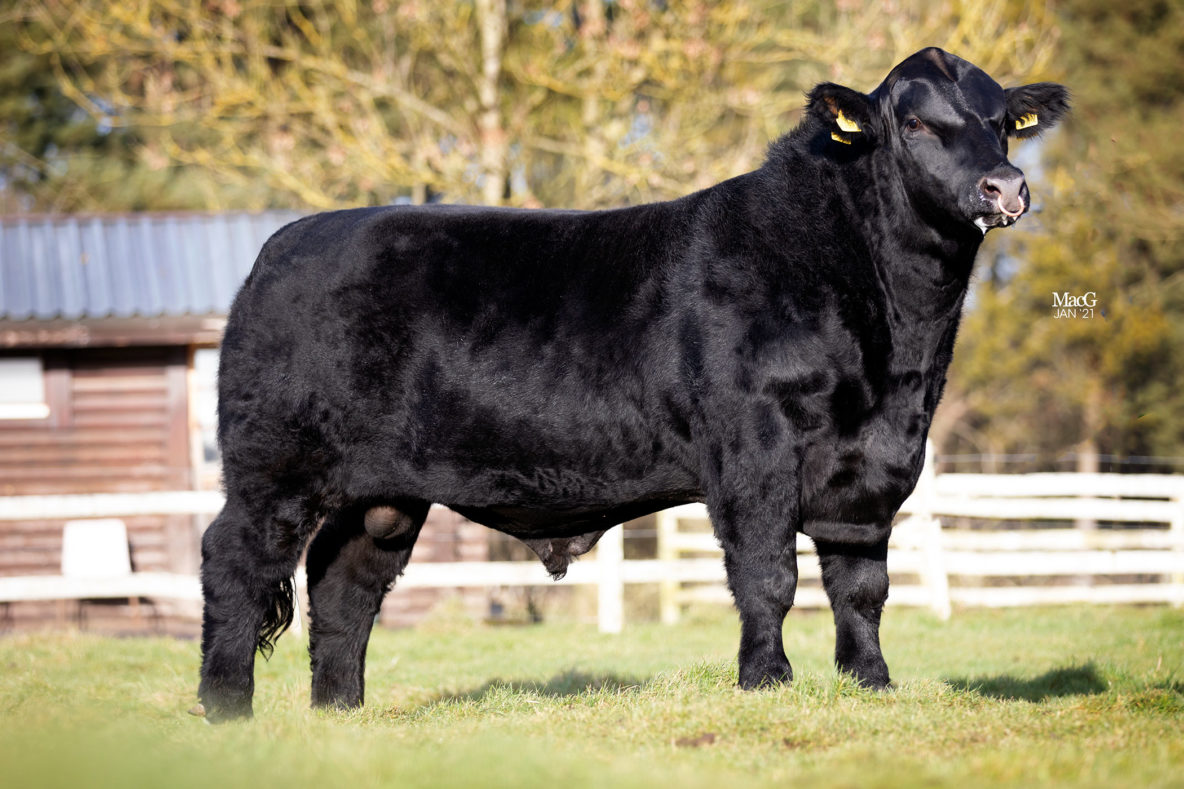 Bulls & Heifers for Sale - Mosston Muir & Fiddlehall Aberdeen-Angus ...