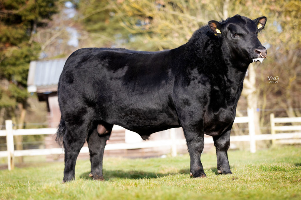Bulls & Heifers for Sale - Mosston Muir & Fiddlehall Aberdeen-Angus ...