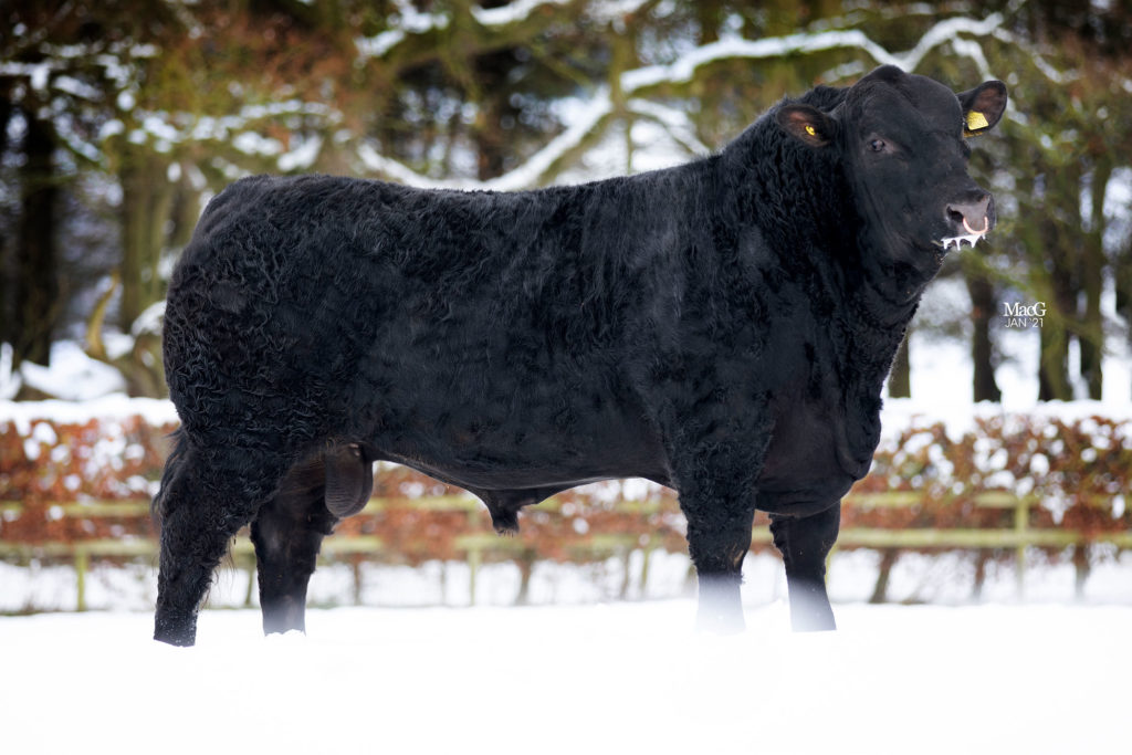 Bulls for Sale – Gordon Aberdeen-Angus - Aberdeen-Angus Cattle Society