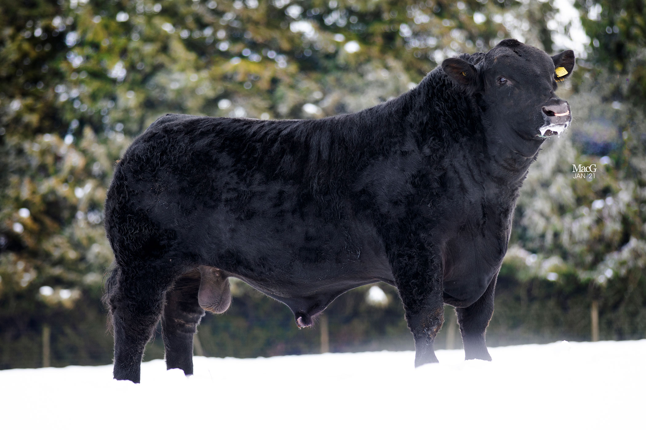 Bulls for Sale – Gordon Aberdeen-Angus - Aberdeen-Angus Cattle Society