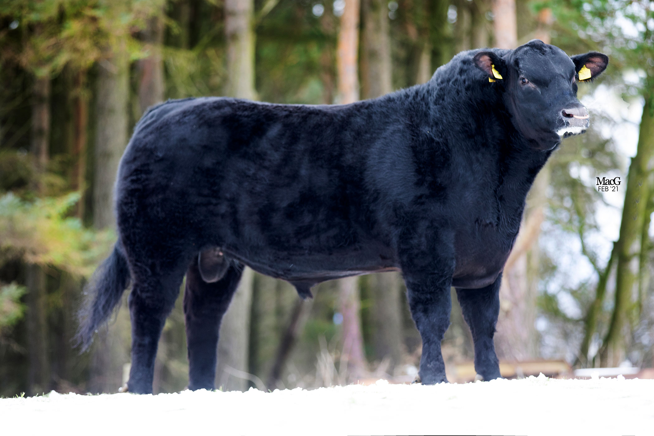 Bulls for Sale – Idvies Aberdeen-Angus - Aberdeen-Angus Cattle Society