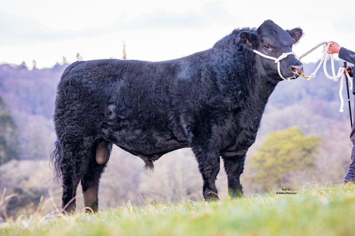 Bulls for Sale - Galcantray Aberdeen-Angus - Aberdeen-Angus Cattle Society