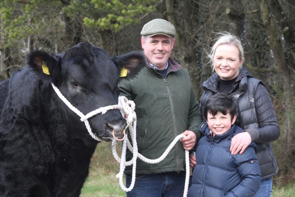 Lively Trade for Aberdeen-Angus Bulls as Birches Leads Dungannon Entry ...