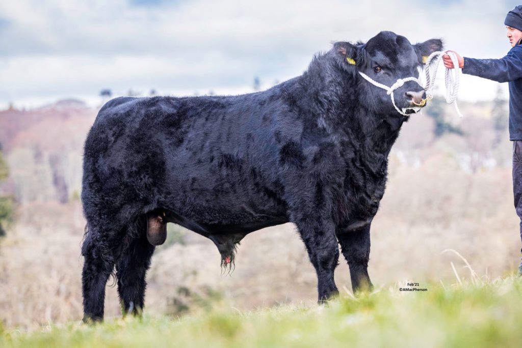 Bulls for Sale - Galcantray Aberdeen-Angus - Aberdeen-Angus Cattle Society