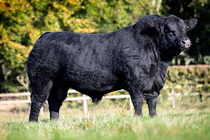 Bulls for Sale – Gordon Aberdeen-Angus - Aberdeen-Angus Cattle Society