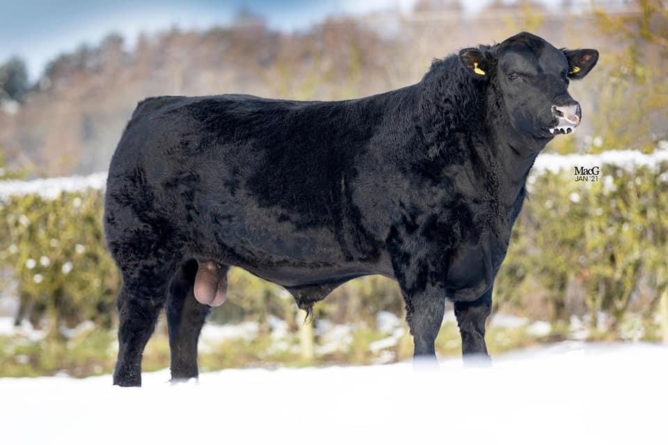Bull for Sale – Ettrick Bluetooth V241 - Aberdeen-Angus Cattle Society