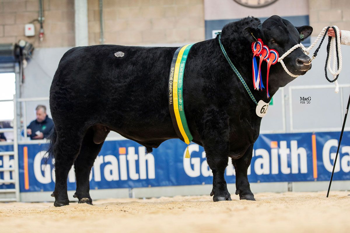 Aberdeen-Angus Catalogue – UA Stirling February Bull Sales 2021 ...