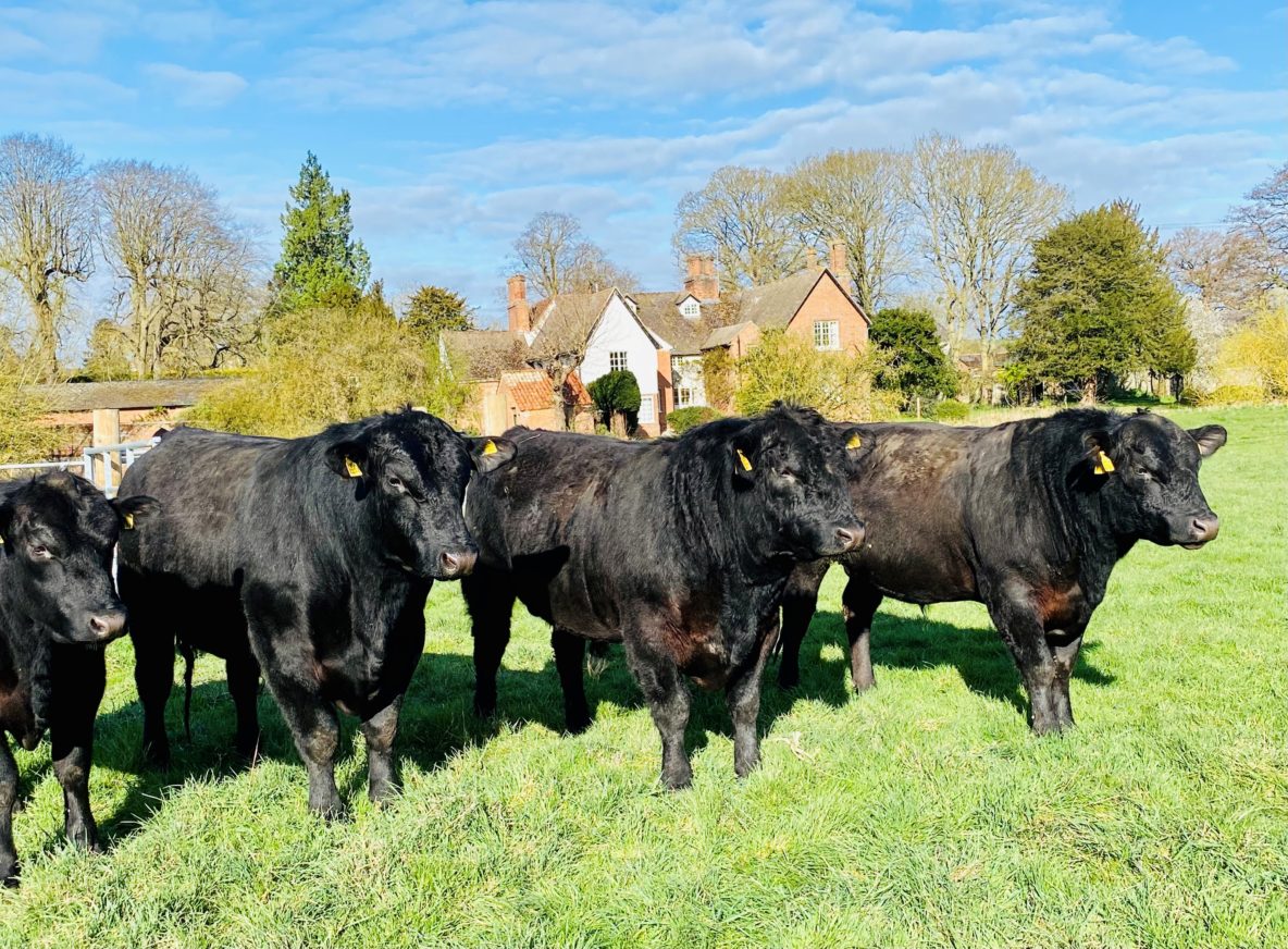 Bulls for Sale – Butterstone Aberdeen-Angus - Aberdeen-Angus Cattle Society
