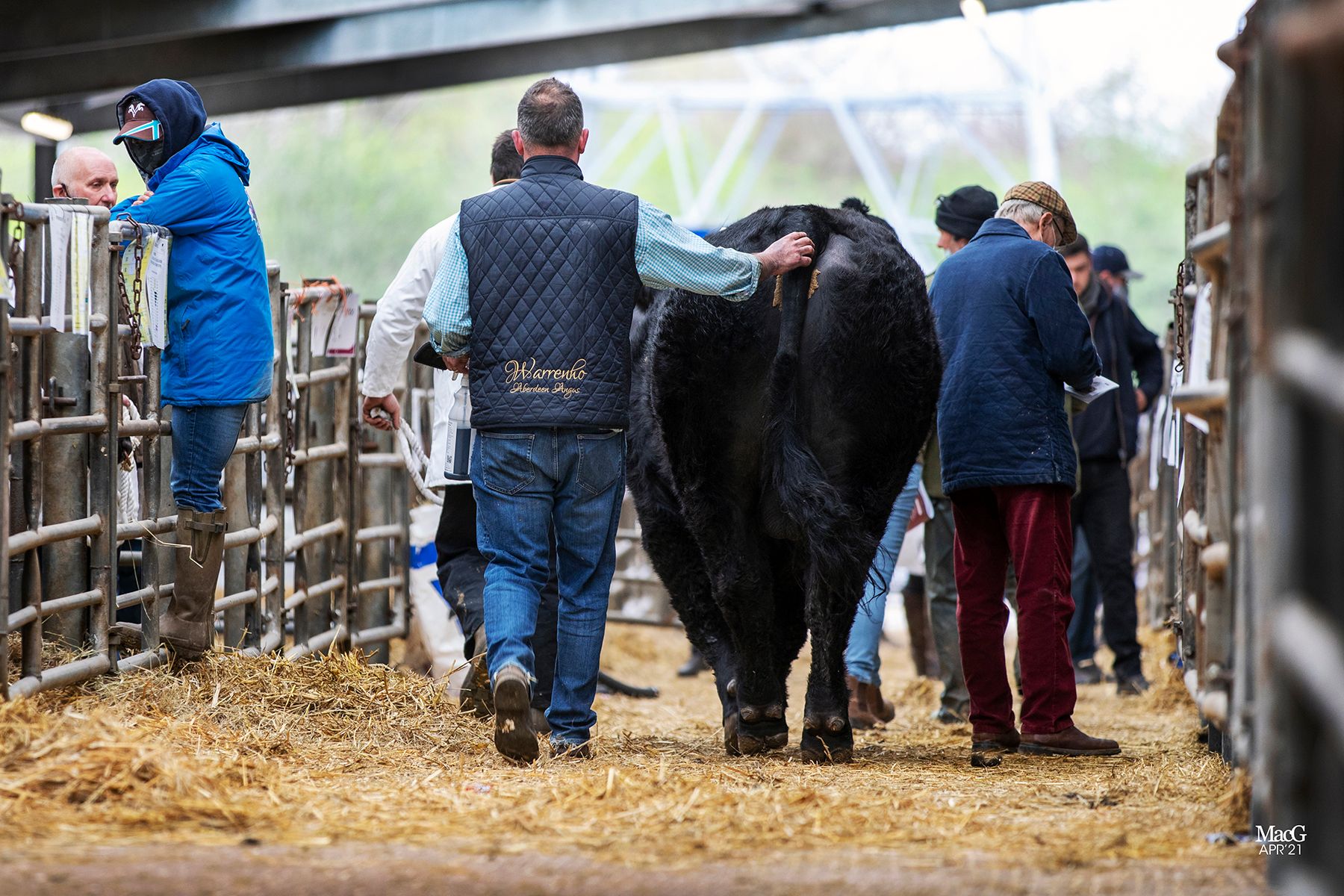 A Top Price of 4,700gns at the Spring Worcester Sale - Aberdeen-Angus ...