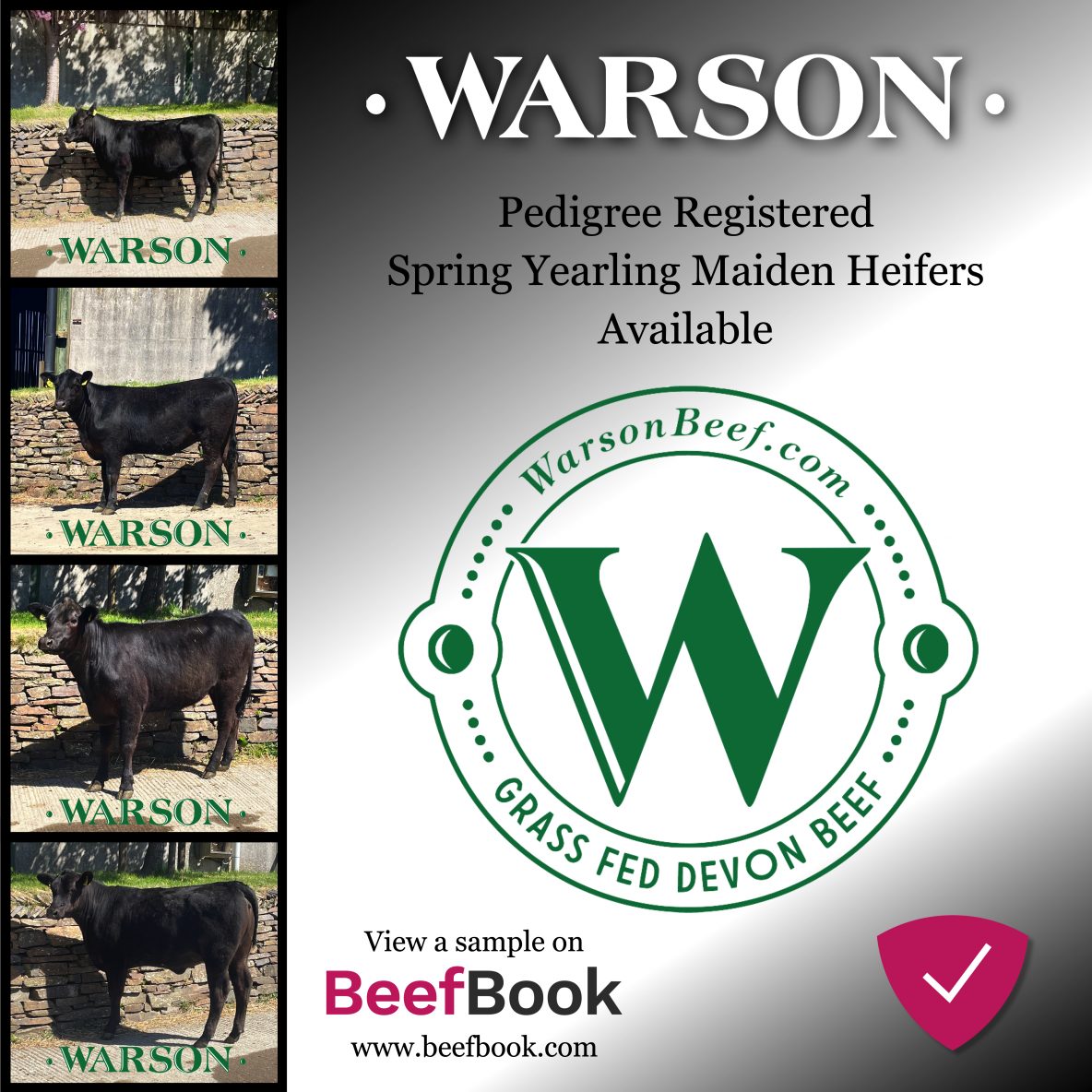 22 Yearling Maiden Heifers For Sale - Aberdeen-Angus Cattle Society