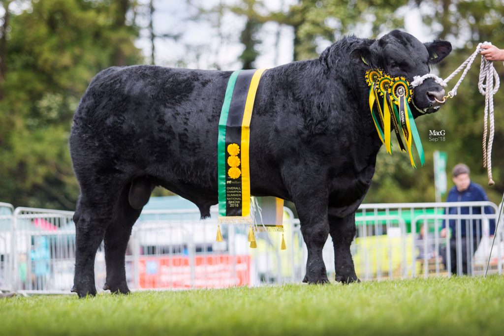 Summer National Show 2021 – Westmorland County Show - Aberdeen-Angus ...