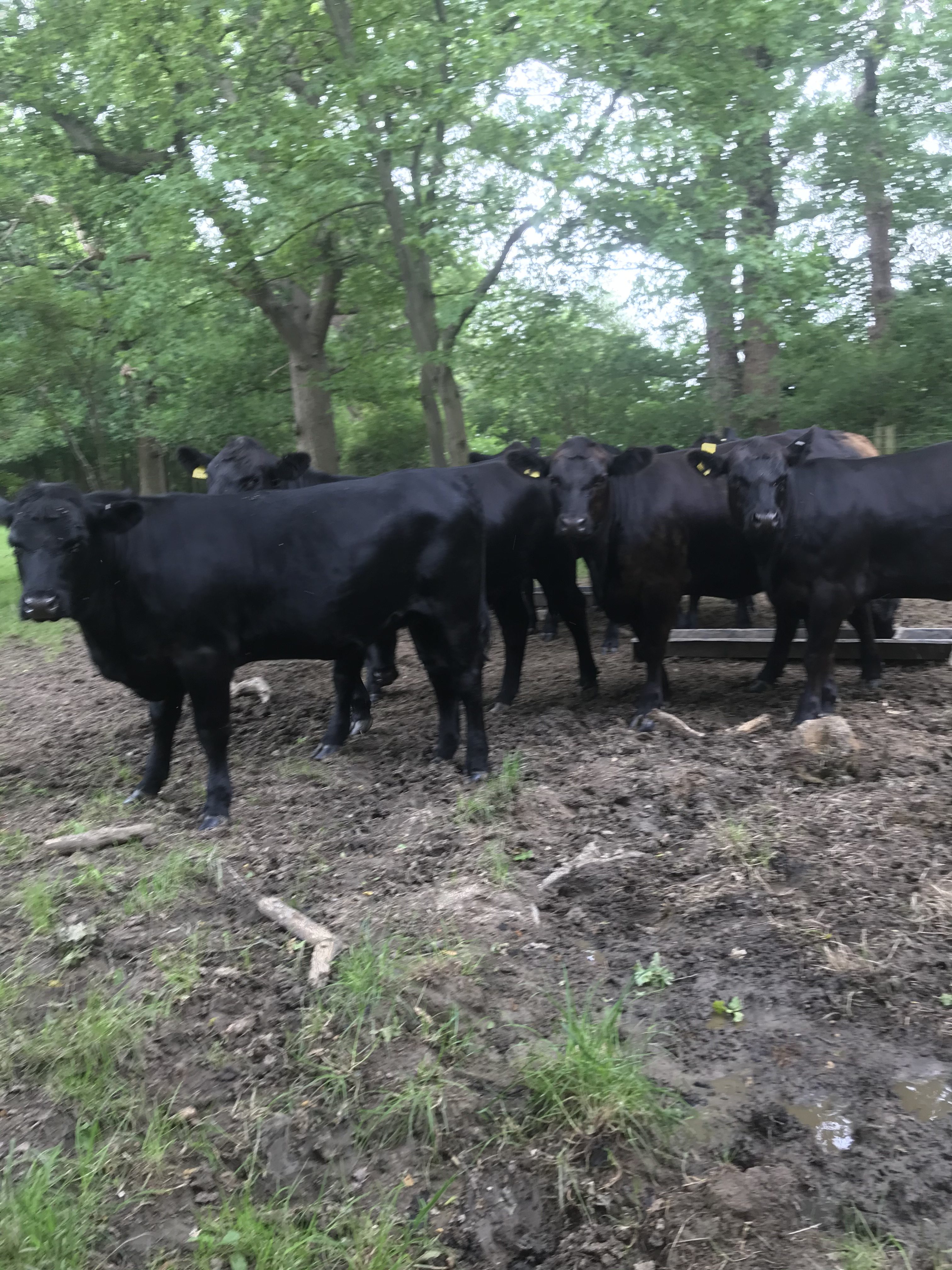 Bulling Heifers- For Sale - Aberdeen-Angus Cattle Society