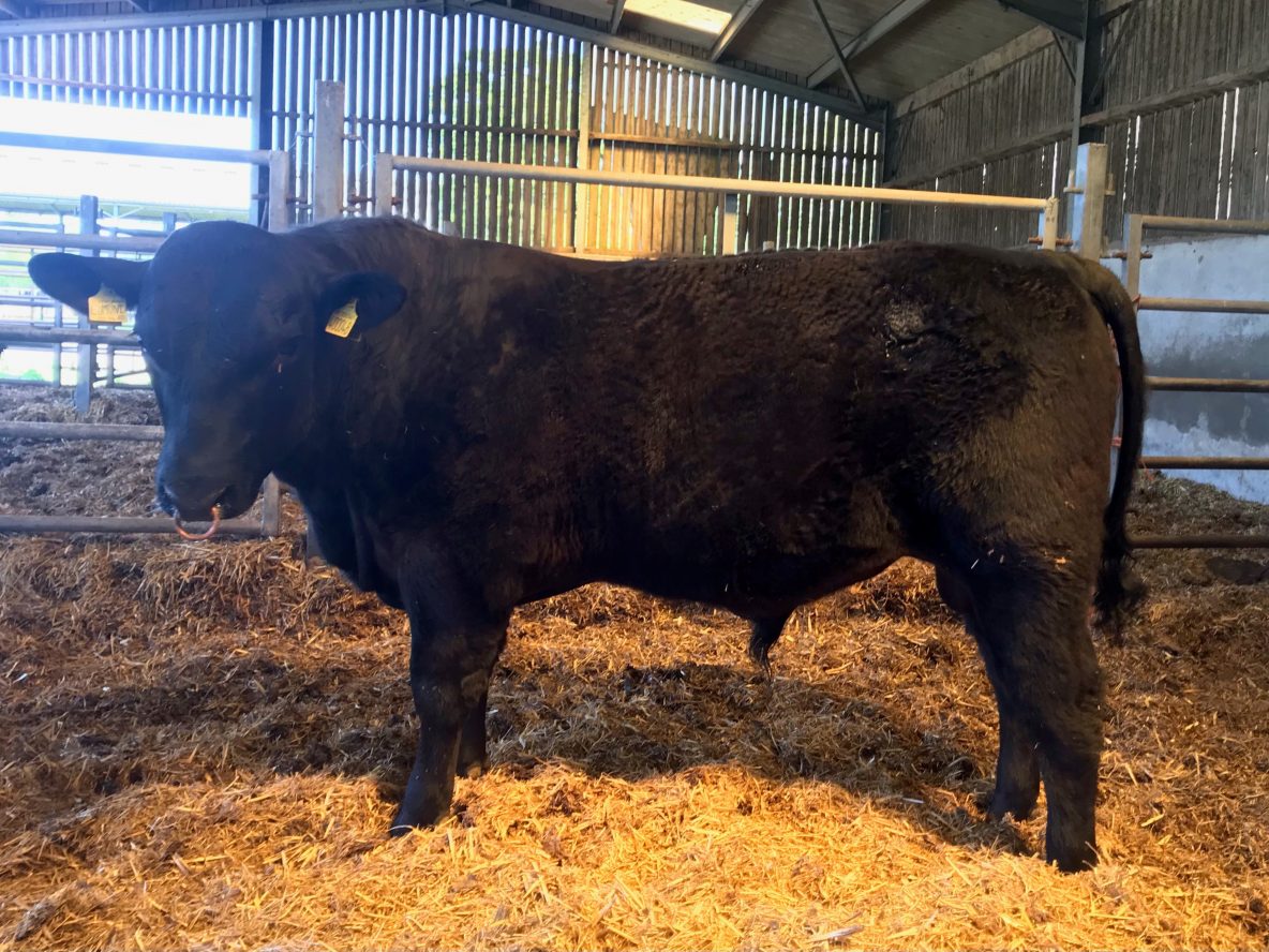 For Sale – Park Wall Edmund - Aberdeen-Angus Cattle Society