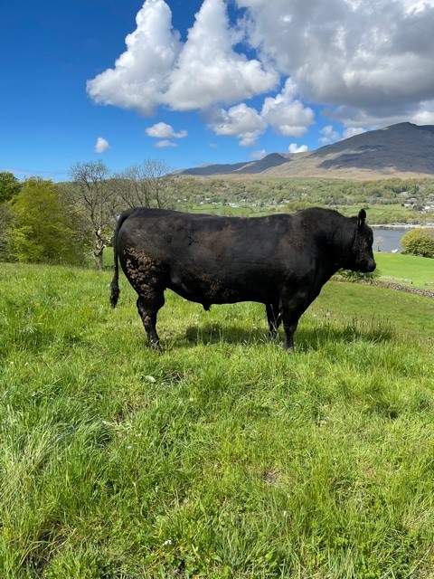 Holly Howe Bulls – For Sale - Aberdeen-Angus Cattle Society