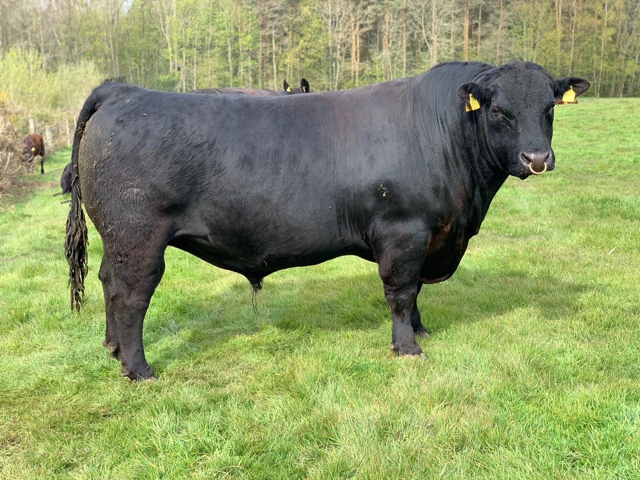 Rosemead Black Peter T932 - For Sale - Aberdeen-Angus Cattle Society