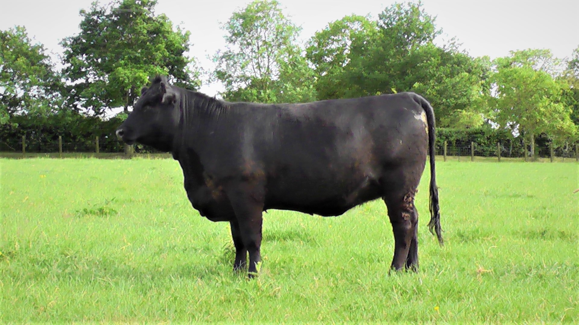 6 Abberton Angus Heifers – For Sale - Aberdeen-Angus Cattle Society