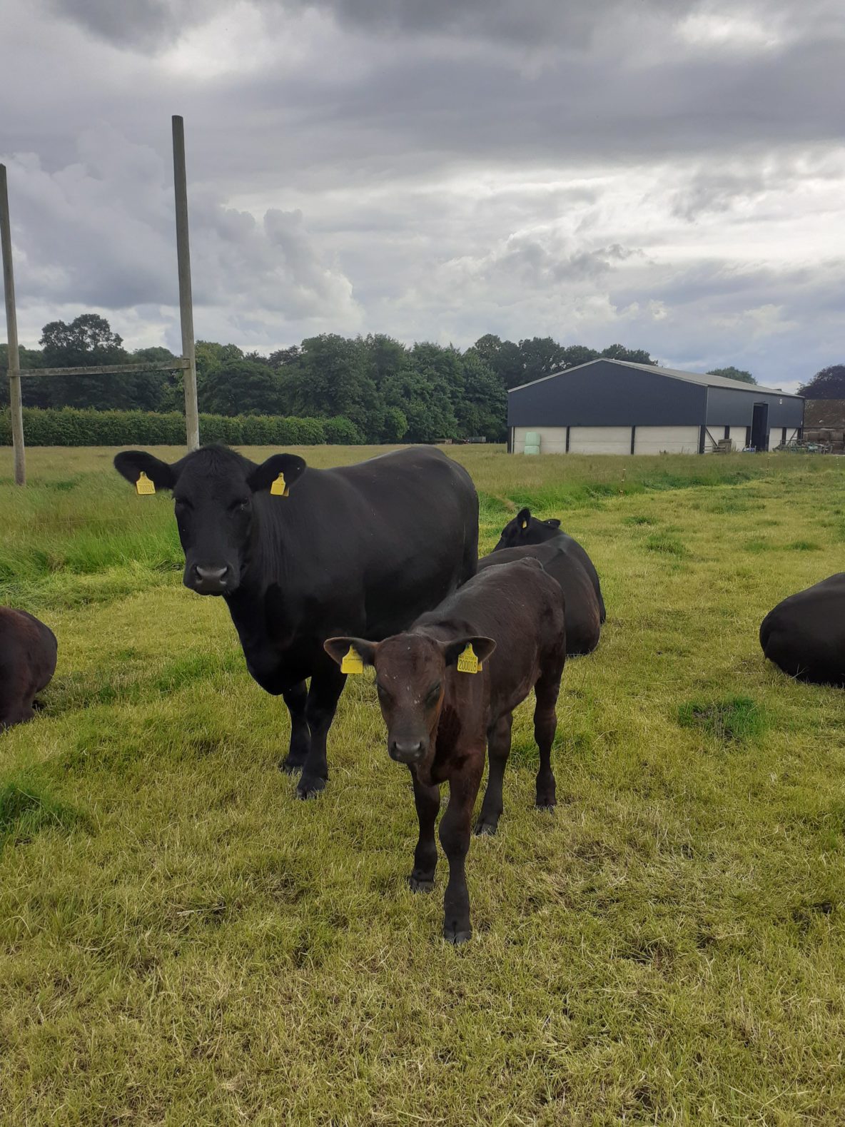 4 Pedigree Cows with Male Calves at Foot – For Sale - Aberdeen-Angus ...