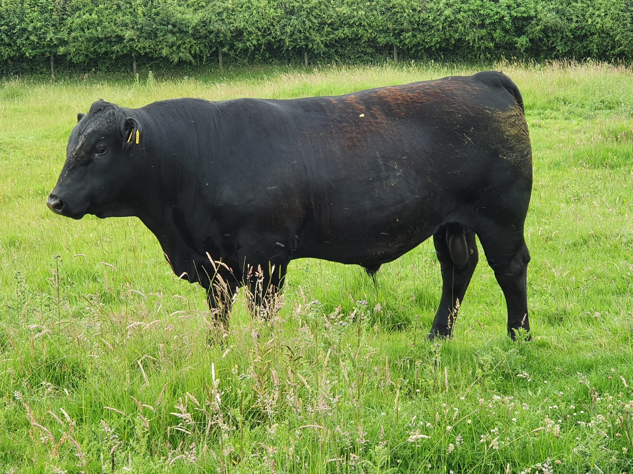 4 Yearling Bulls – For Sale - Aberdeen-Angus Cattle Society