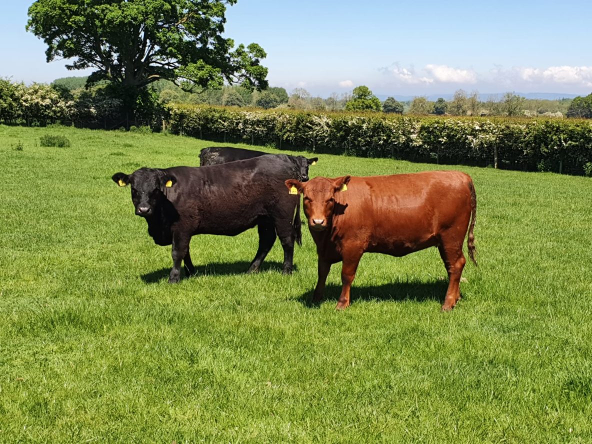 4 Yearling Heifers – For Sale - Aberdeen-Angus Cattle Society