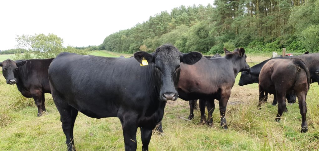 Lakewood Pedigree Angus Bulling Heifers - For Sale - Aberdeen-Angus ...