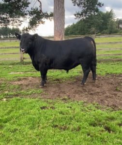 Aberdeen – Angus Bull – For Sale - Aberdeen-Angus Cattle Society