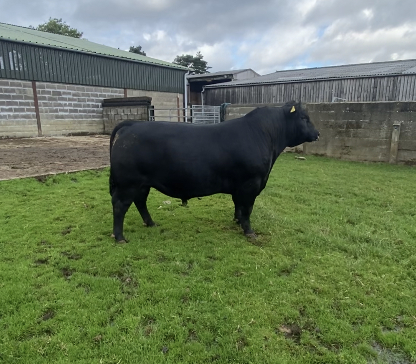 Aberdeen – Angus Bull – For Sale - Aberdeen-Angus Cattle Society