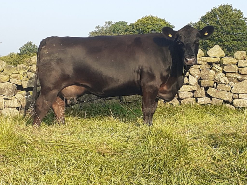 Stock for Sale - Aberdeen-Angus Cattle Society