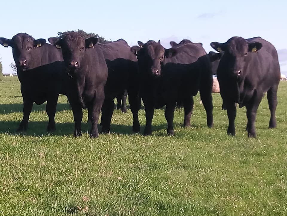 8 Pedigree Aberdeen – Angus Bulls – For Sale - Aberdeen-Angus Cattle ...