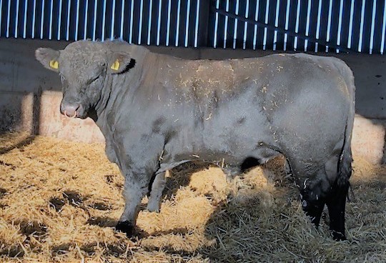 Mabec Angus Bulls – For Sale - Aberdeen-Angus Cattle Society