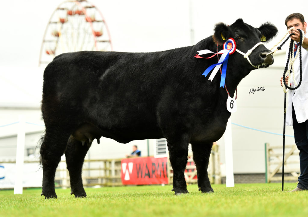 Show and Sales News - Aberdeen-Angus Cattle Society