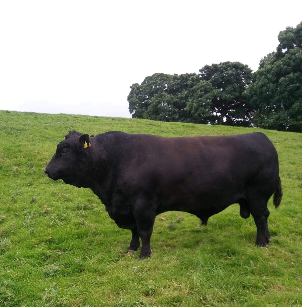 Senior Stock Bull Culrain Fugaro P590 – For Sale - Aberdeen-Angus ...