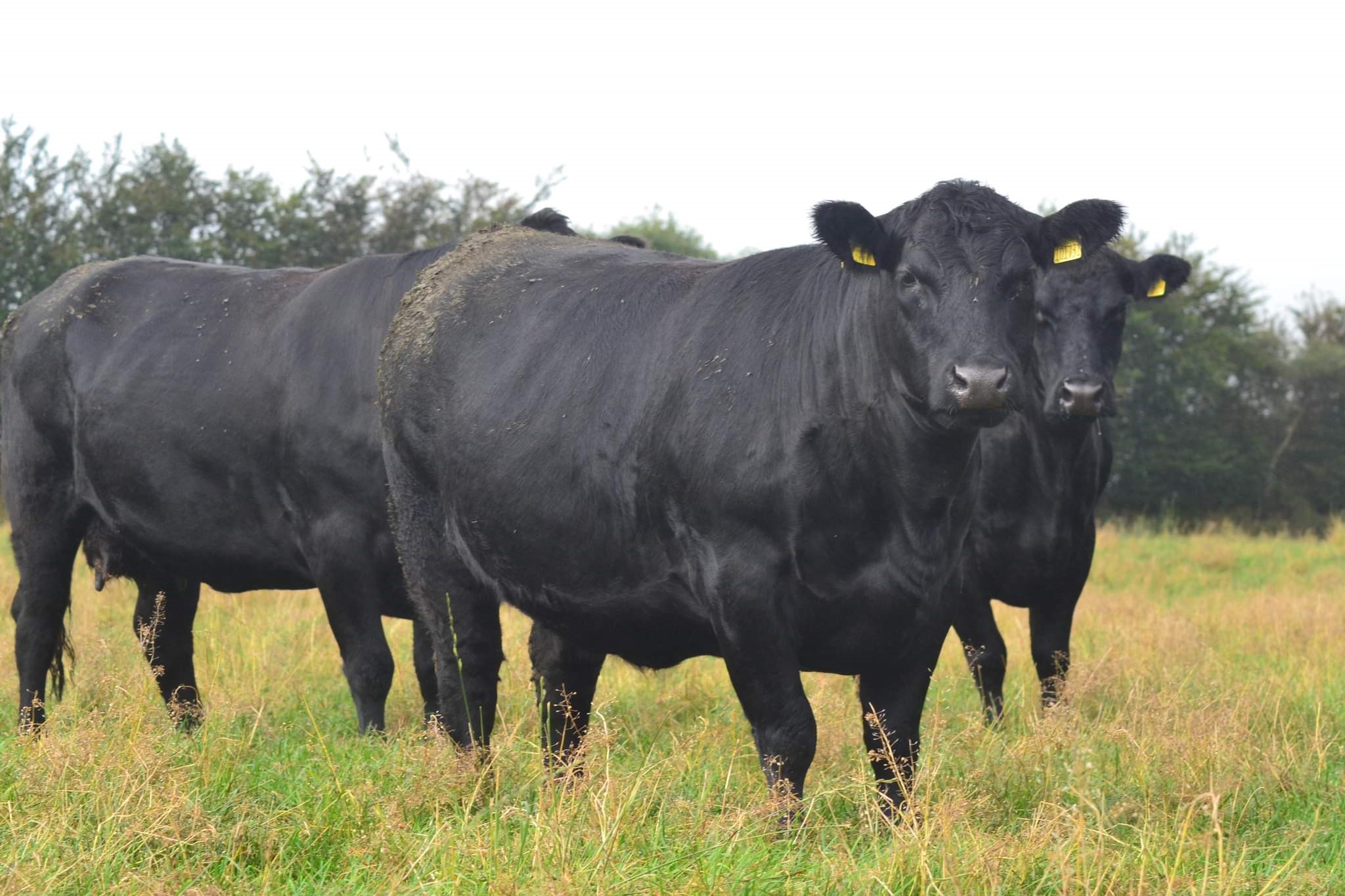 Westwilmer Aberdeen Angus have seven Pedigree in-calf heifers -For Sale ...