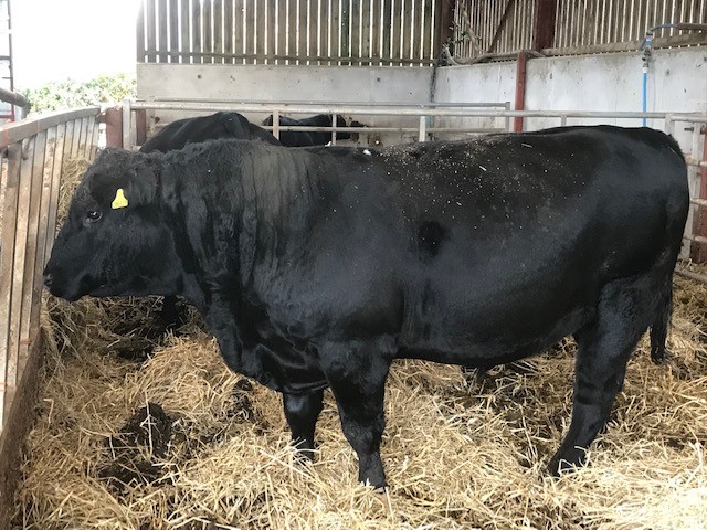 Bully Hole Valentino W329 – For Sale - Aberdeen-Angus Cattle Society