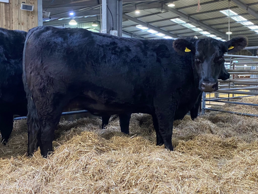 Show and Sales News - Aberdeen-Angus Cattle Society