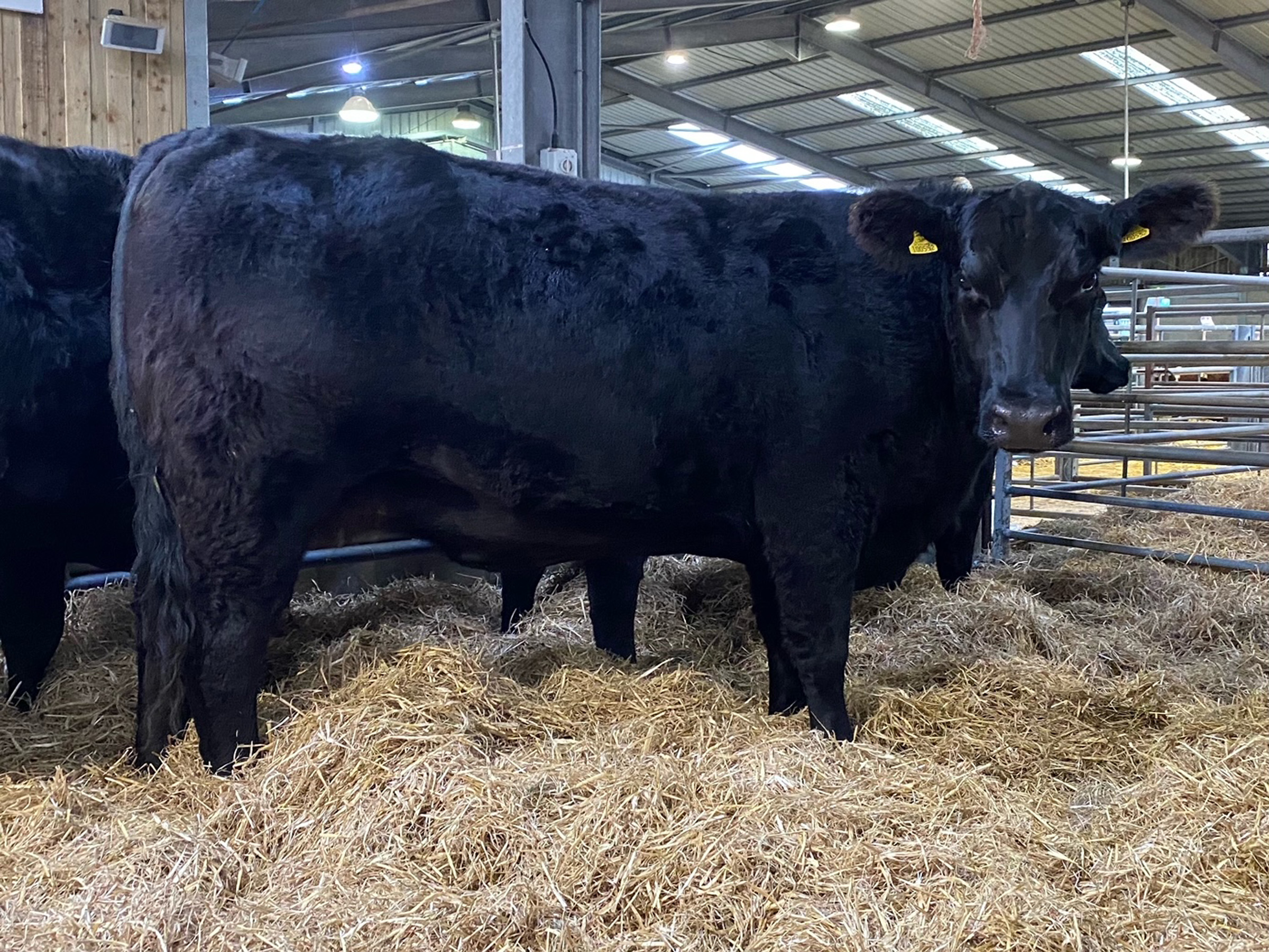 Autumn Angus Female Sale Skipton – Report - Aberdeen-Angus Cattle Society